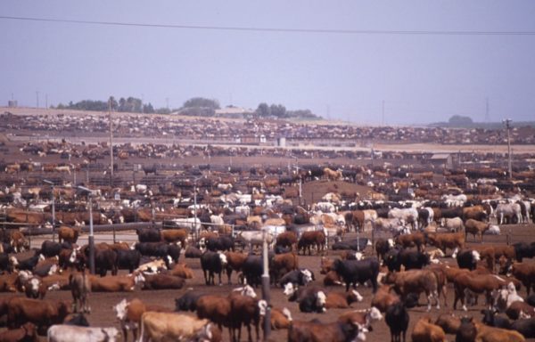 Inhumane Practices of Commercial Livestock Farms – National CSA Directory